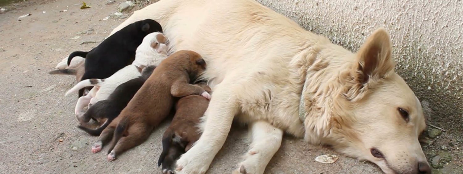 ANIMAL BIRTH CONTROL - KAT Centre