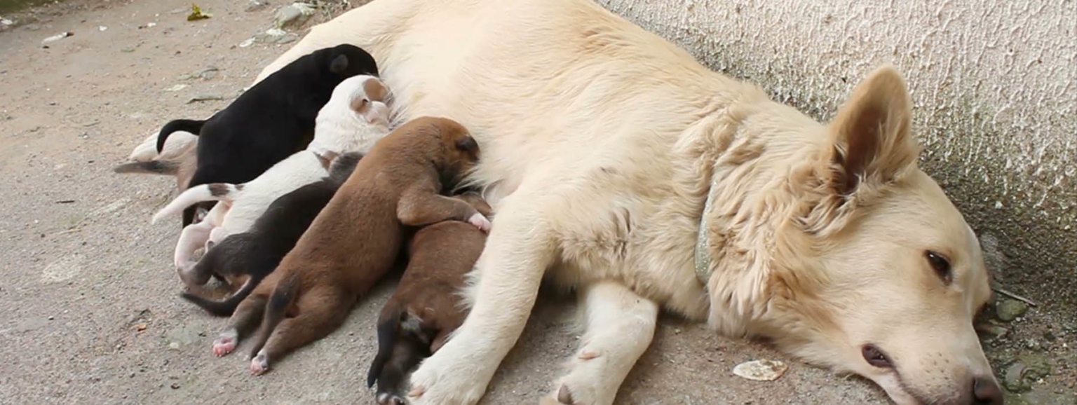 ANIMAL BIRTH CONTROL - KAT Centre