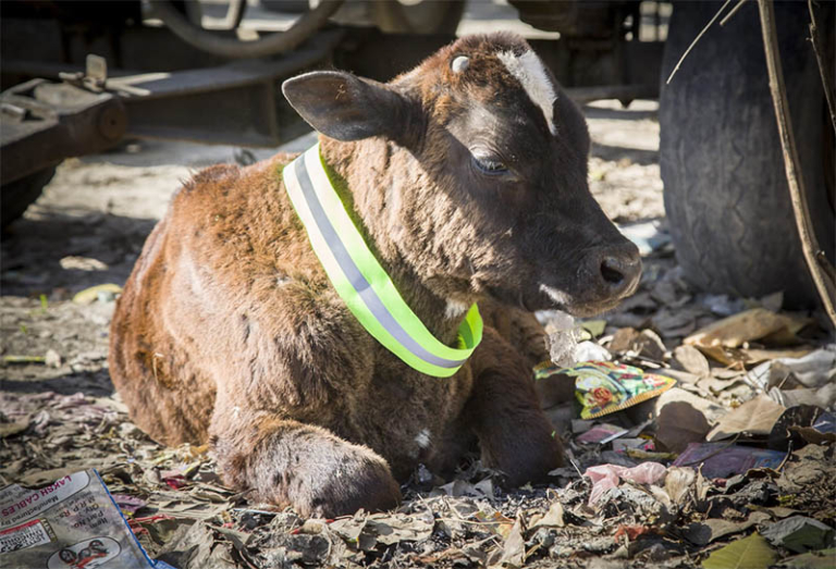 STRAY COW MANAGEMENT - KAT Centre