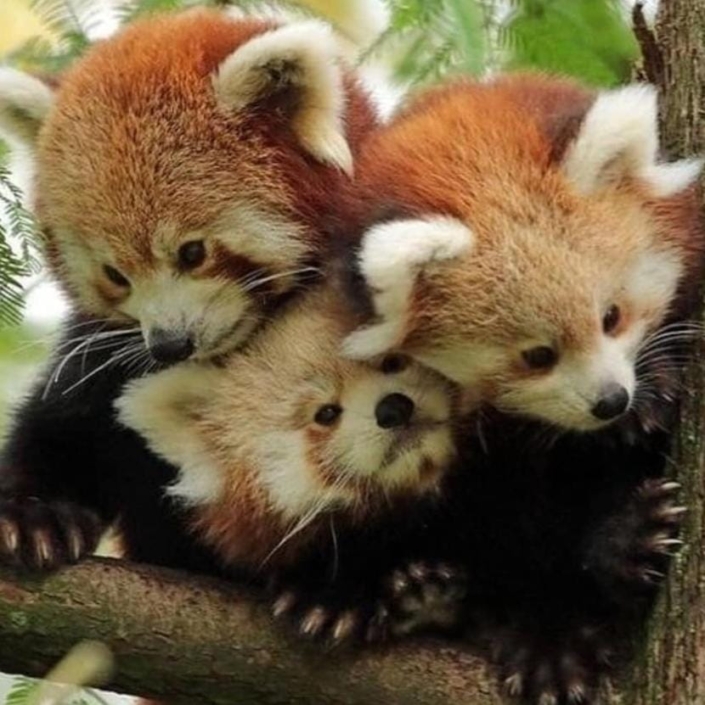 KATs Protection Of Red Panda’s (K-POP) - KAT Centre