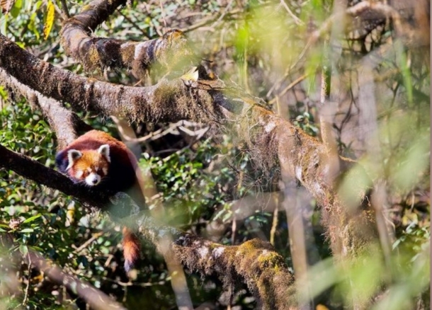KATs Protection Of Red Panda’s (K-POP) - KAT Centre